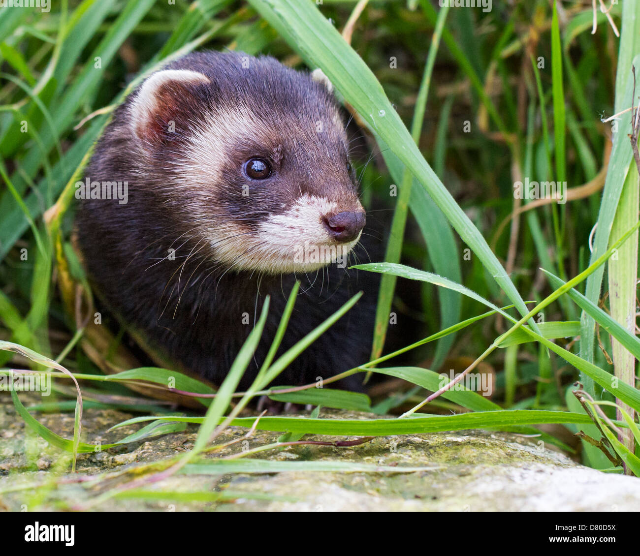 Close-up of a European polecat (Mustela putorius)peering through ...