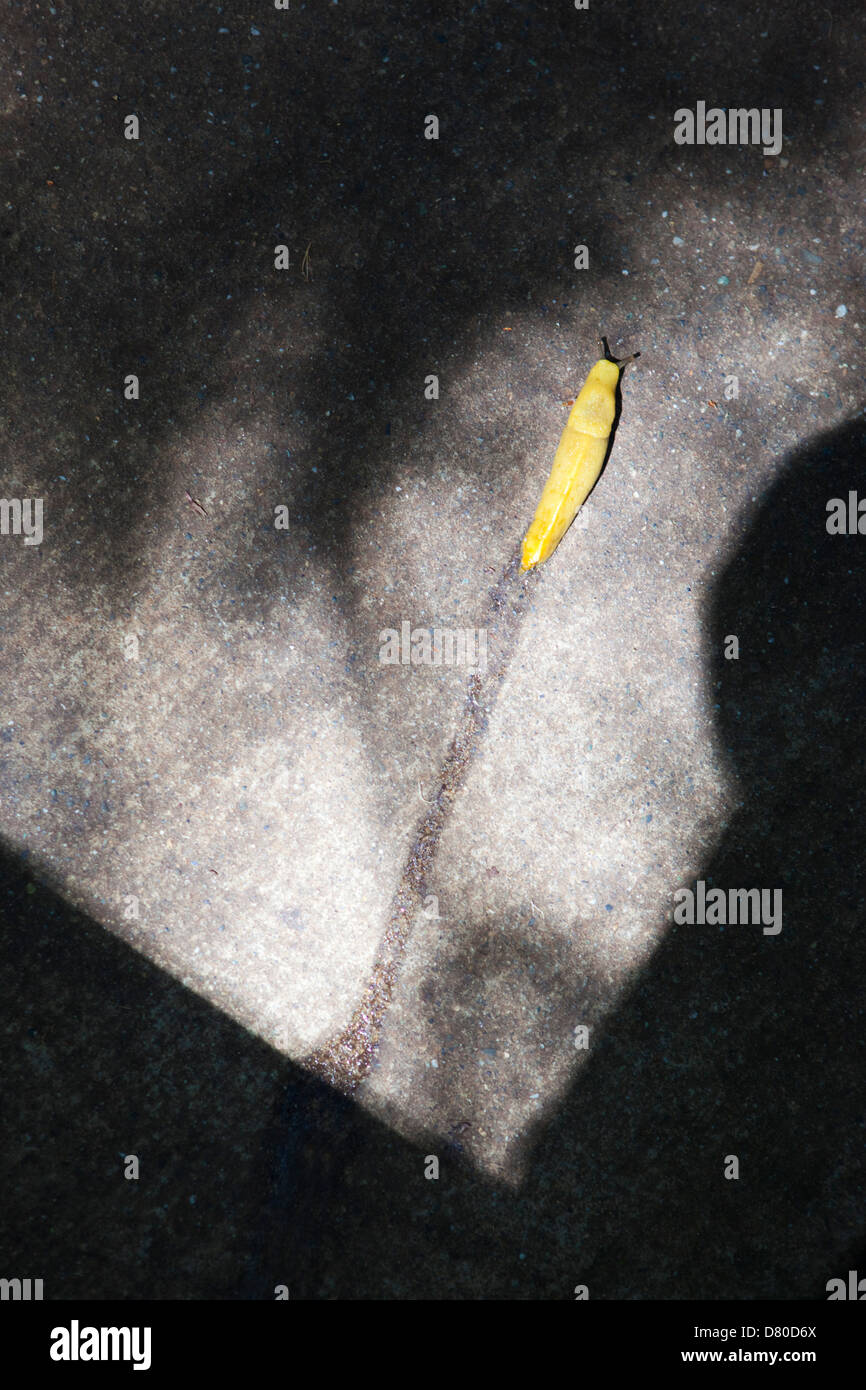 Slug slime trail hi-res stock photography and images - Alamy