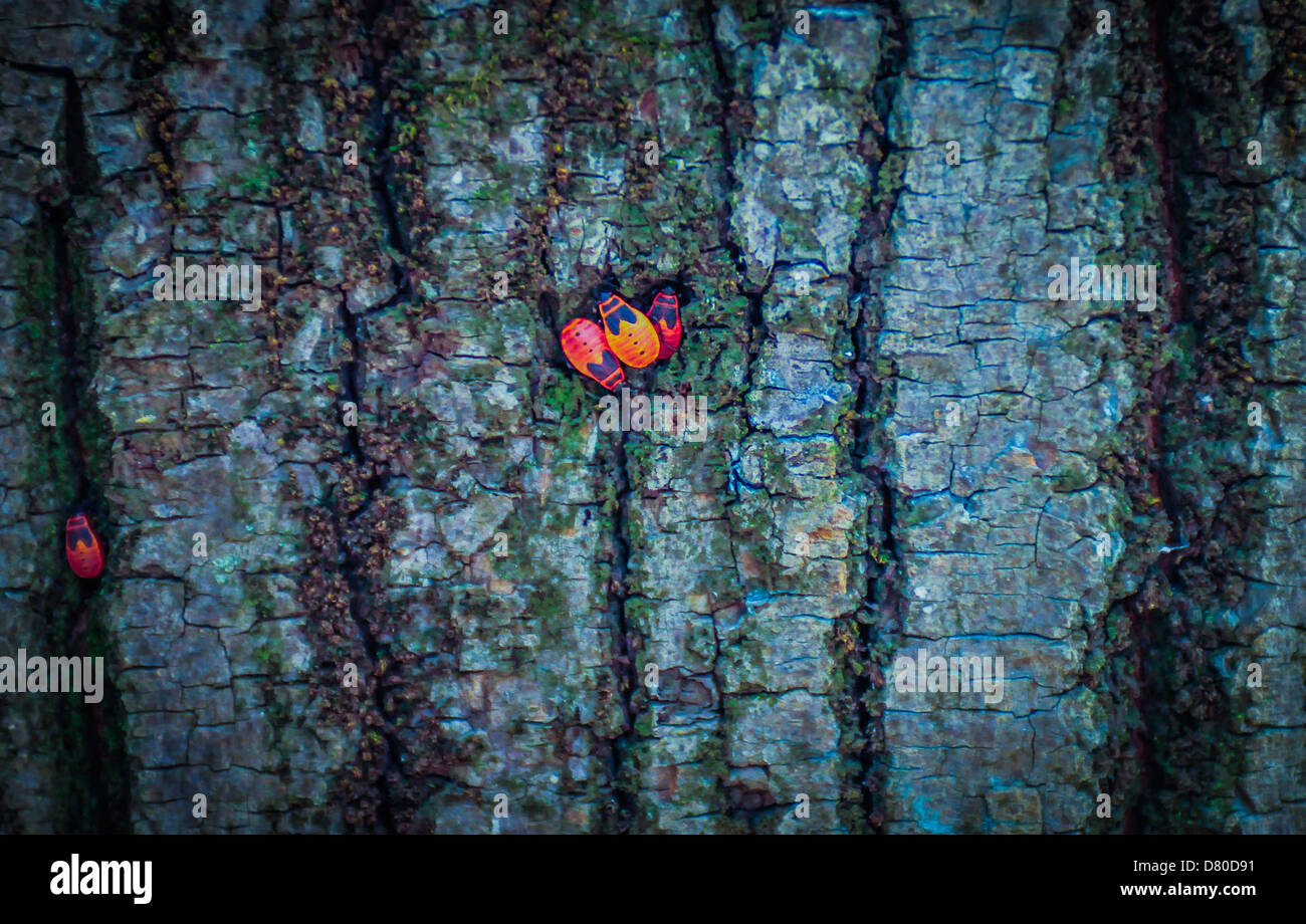 Maple tree pest hi-res stock photography and images - Alamy