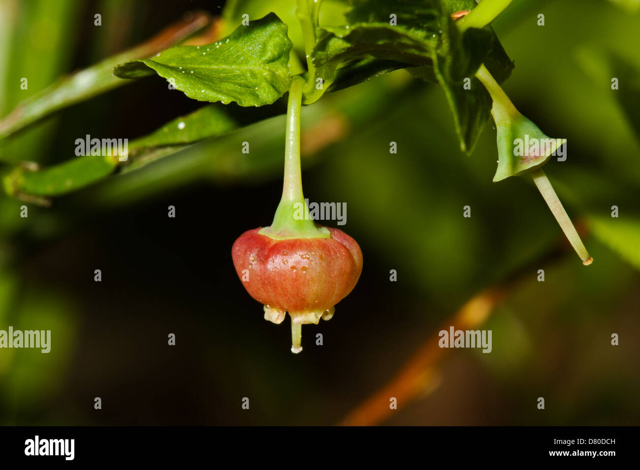 Lost flowers hi-res stock photography and images - Alamy