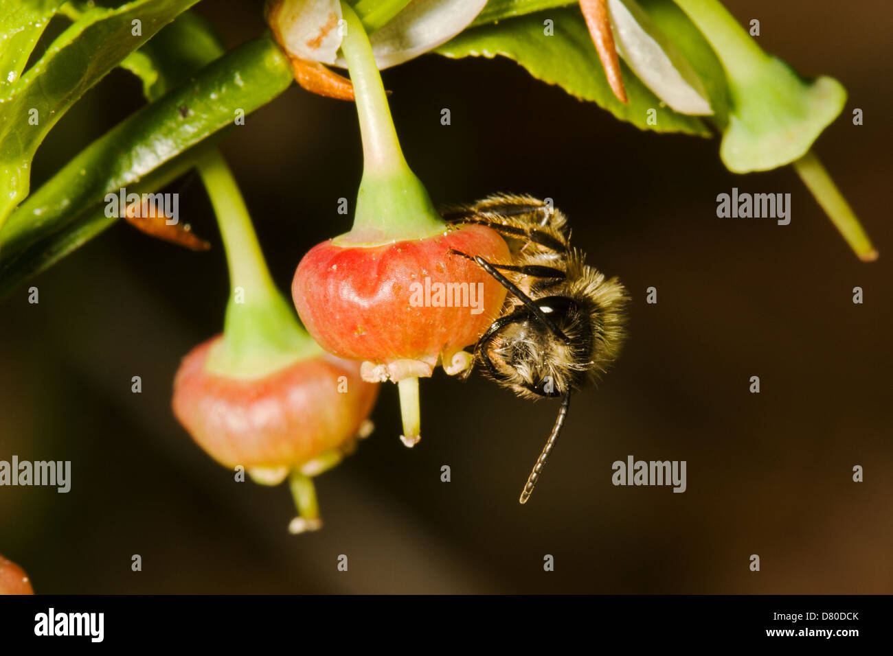 A small Bee on a flower of Bilberry Stock Photo - Alamy