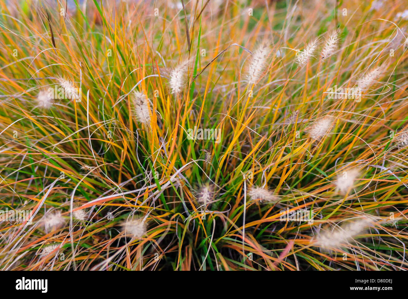 Colorful grass background Stock Photo - Alamy
