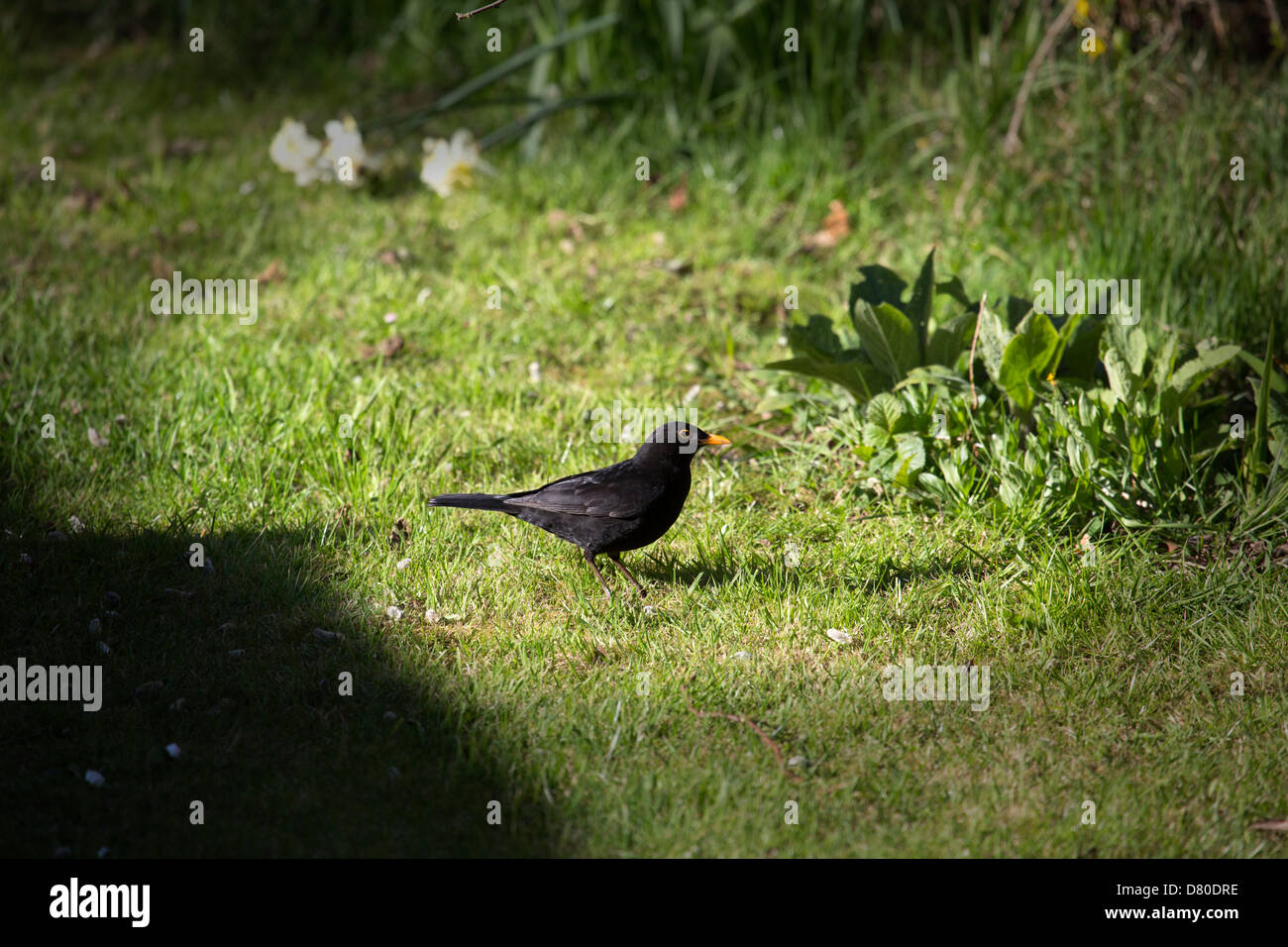 Blackbird flying garden hi-res stock photography and images - Alamy