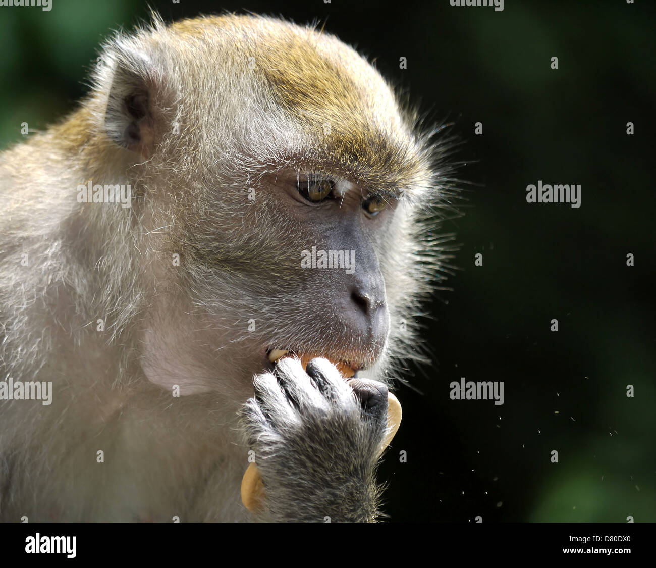 Monkey Eating a Biscuit Stock Photo - Alamy