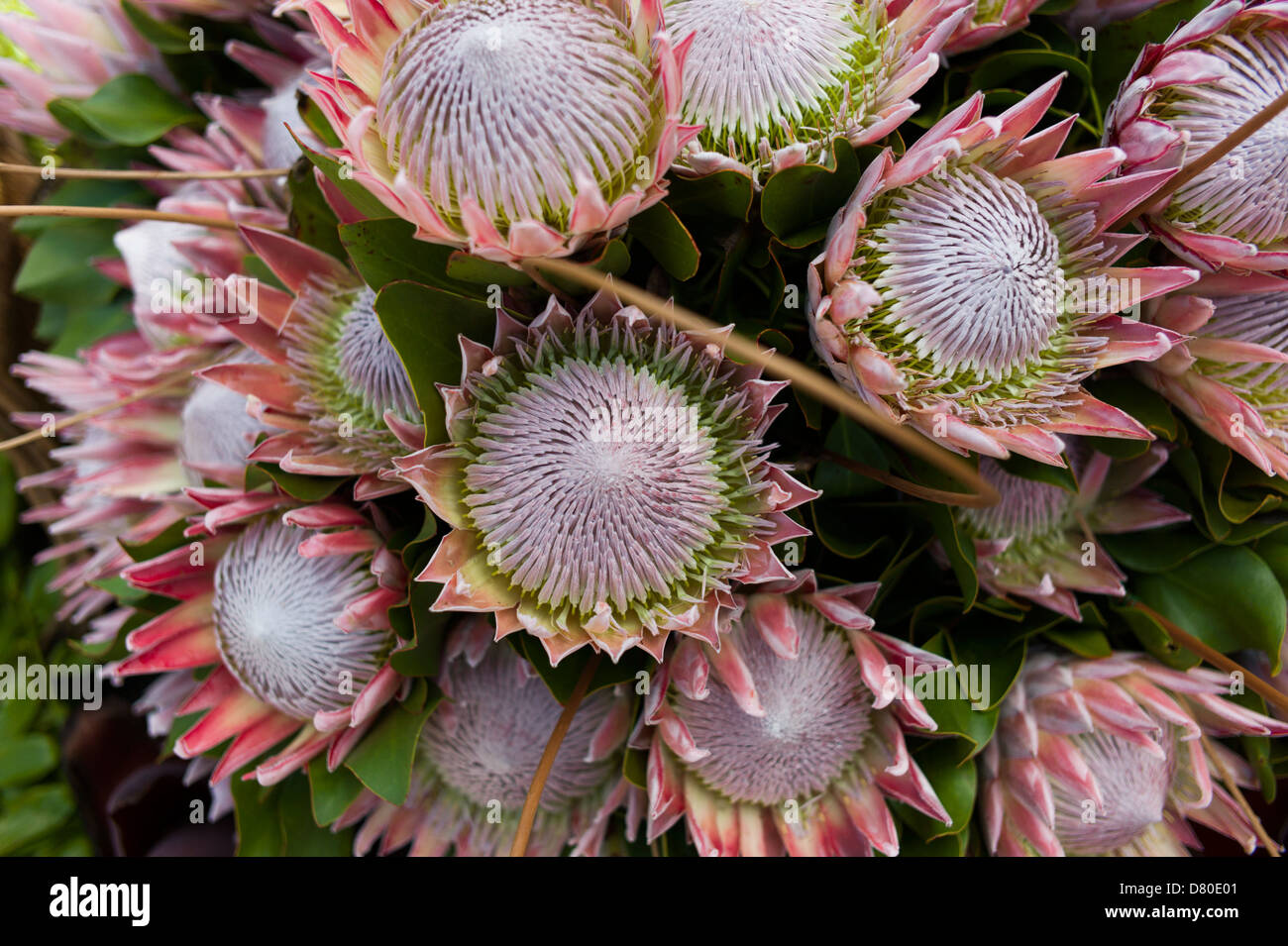 Flowers of madeira hi-res stock photography and images - Alamy