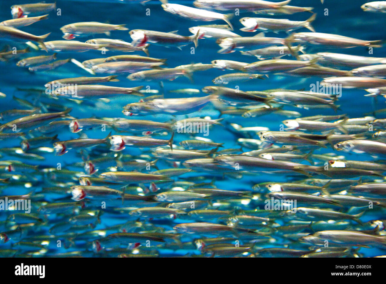 A shoal of fish swimming in an aquarium Stock Photo - Alamy