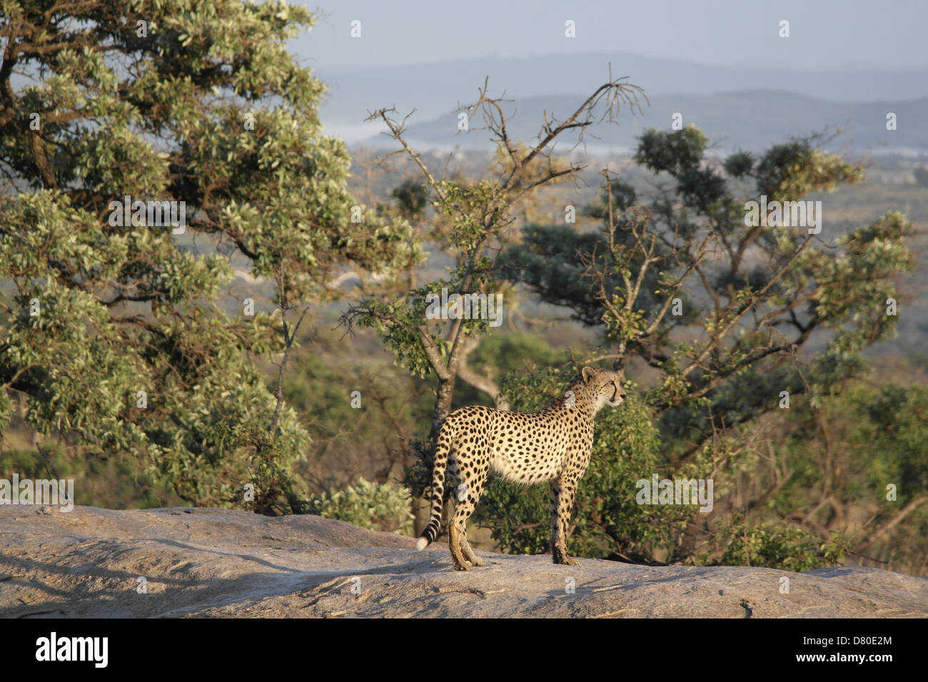 Cheetah in the wild Stock Photo - Alamy