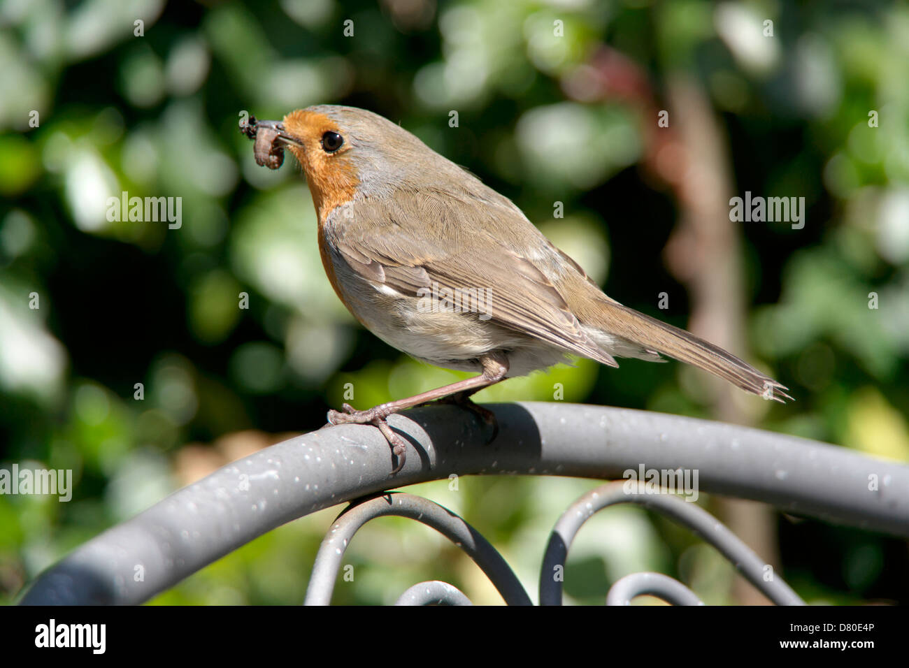 Mother robin hi-res stock photography and images - Alamy
