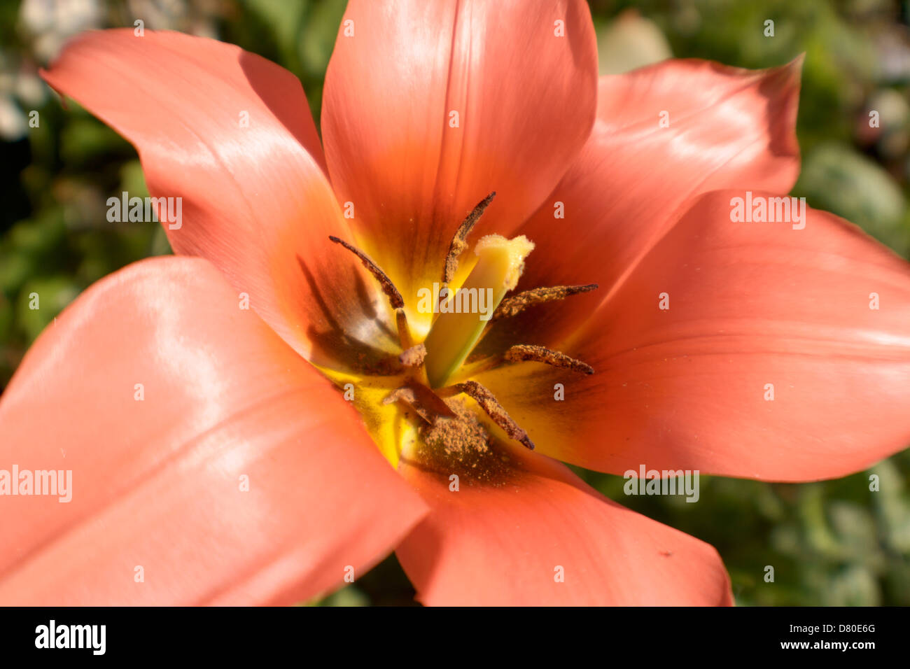tulip close up Stock Photo - Alamy