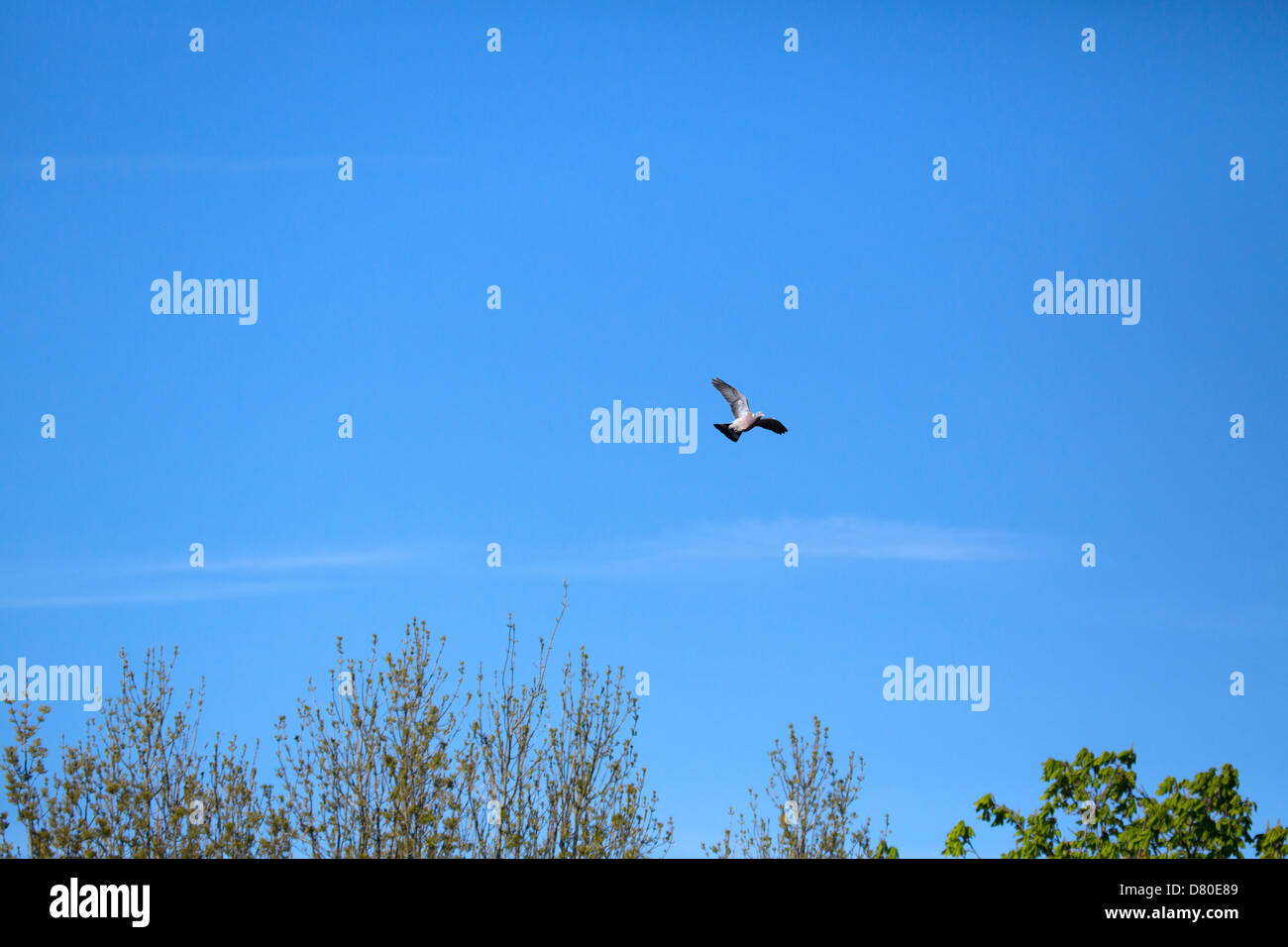 birds flying against clear blue sky Stock Photo - Alamy