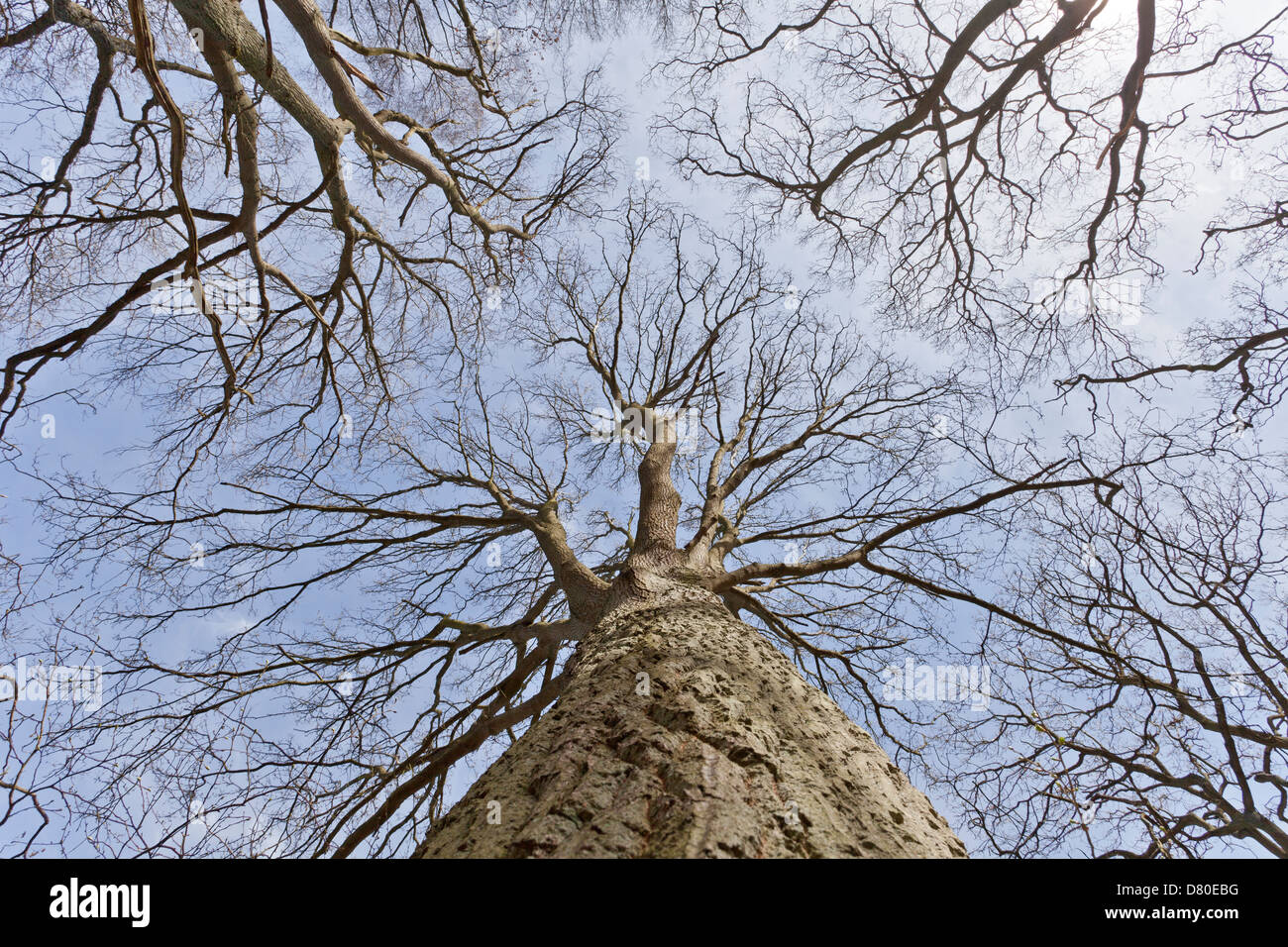A View Up Of A Tall Tree With Bare Branches Stock Photo - Alamy