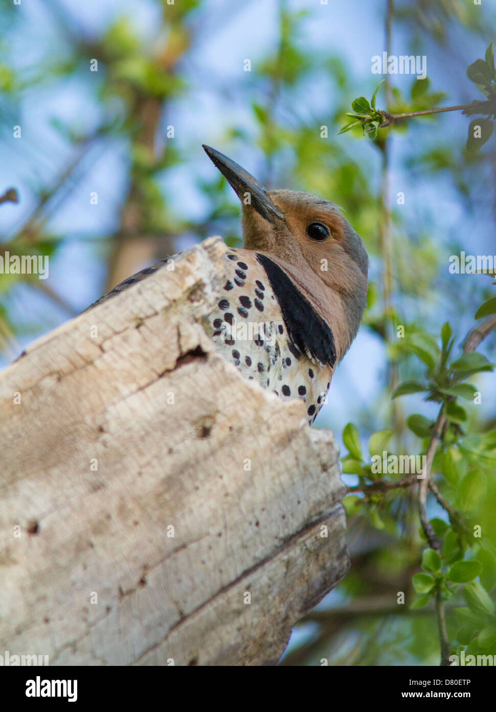 Female Northern Flicker at nest Stock Photo - Alamy