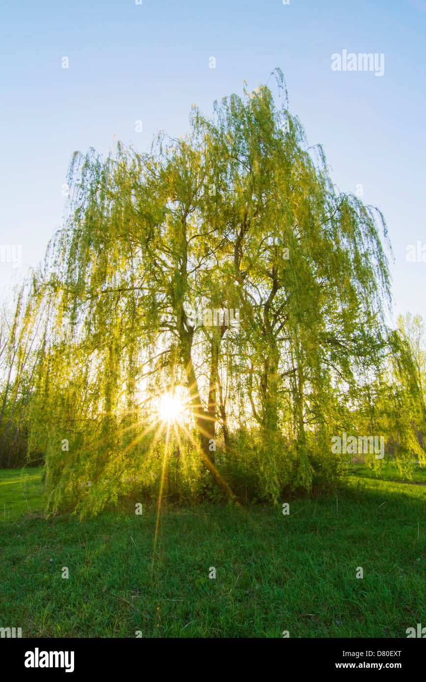 Golden sunshine willow hi-res stock photography and images - Alamy