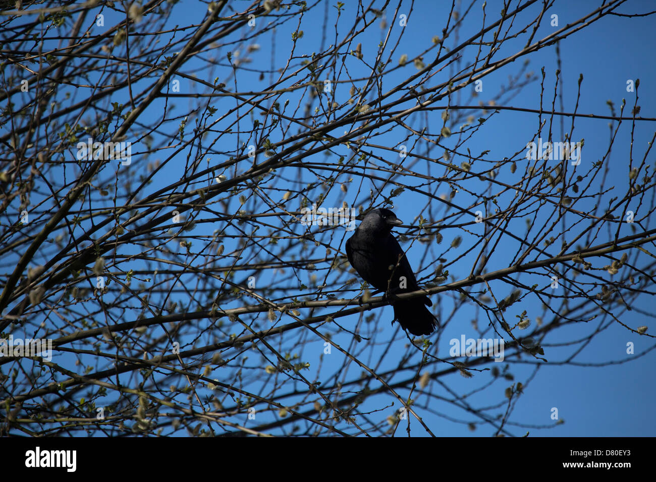 raven sitting in a tree Stock Photo - Alamy