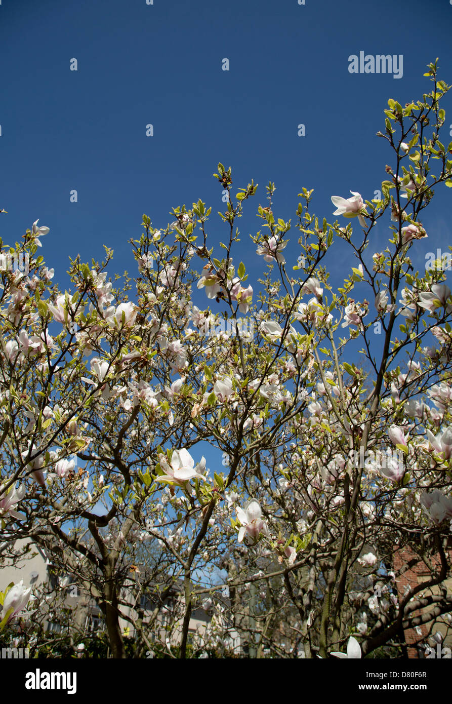 Magnolia avenue hi-res stock photography and images - Alamy