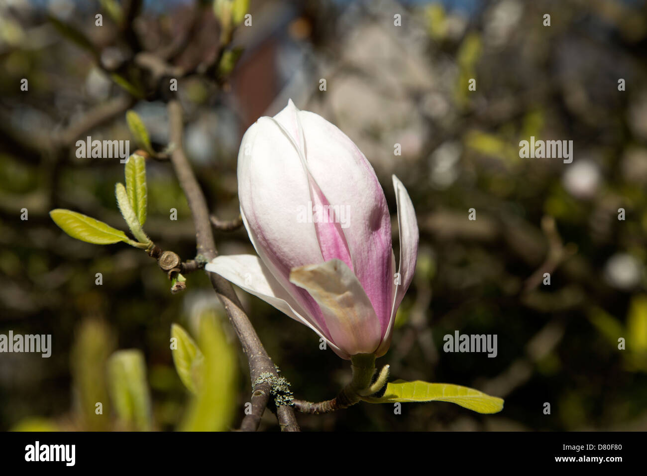 Magnolia tree full bloom hi-res stock photography and images - Alamy