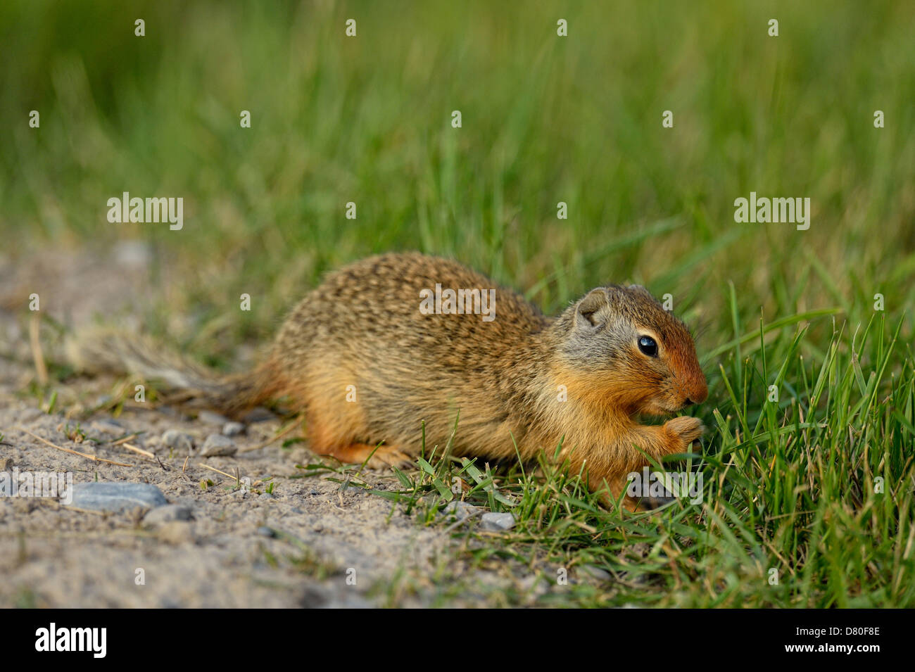 Columbian ground squirrel Spermophilus columbianus Feeding and alert ...