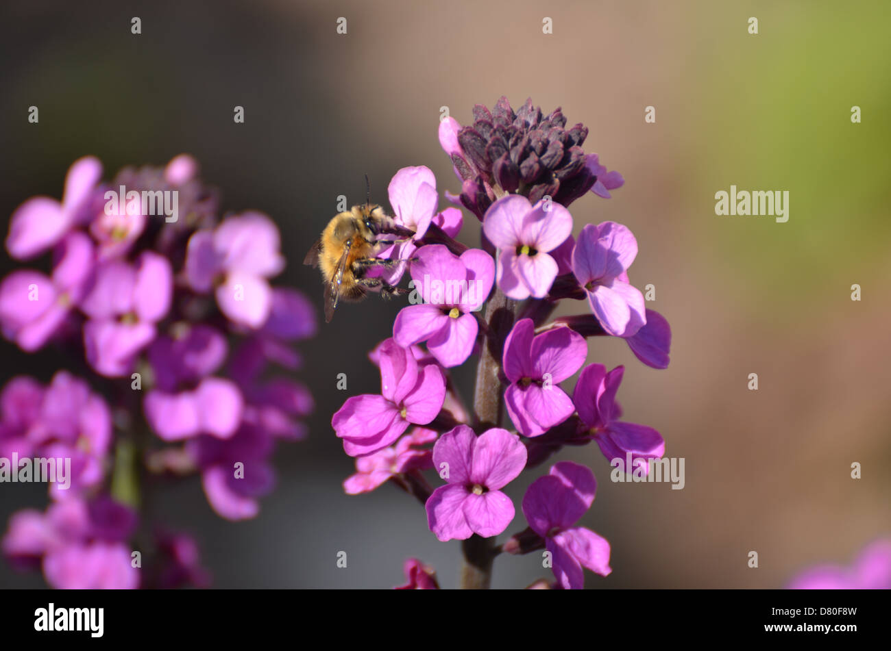 The eye bee-seen Stock Photo - Alamy