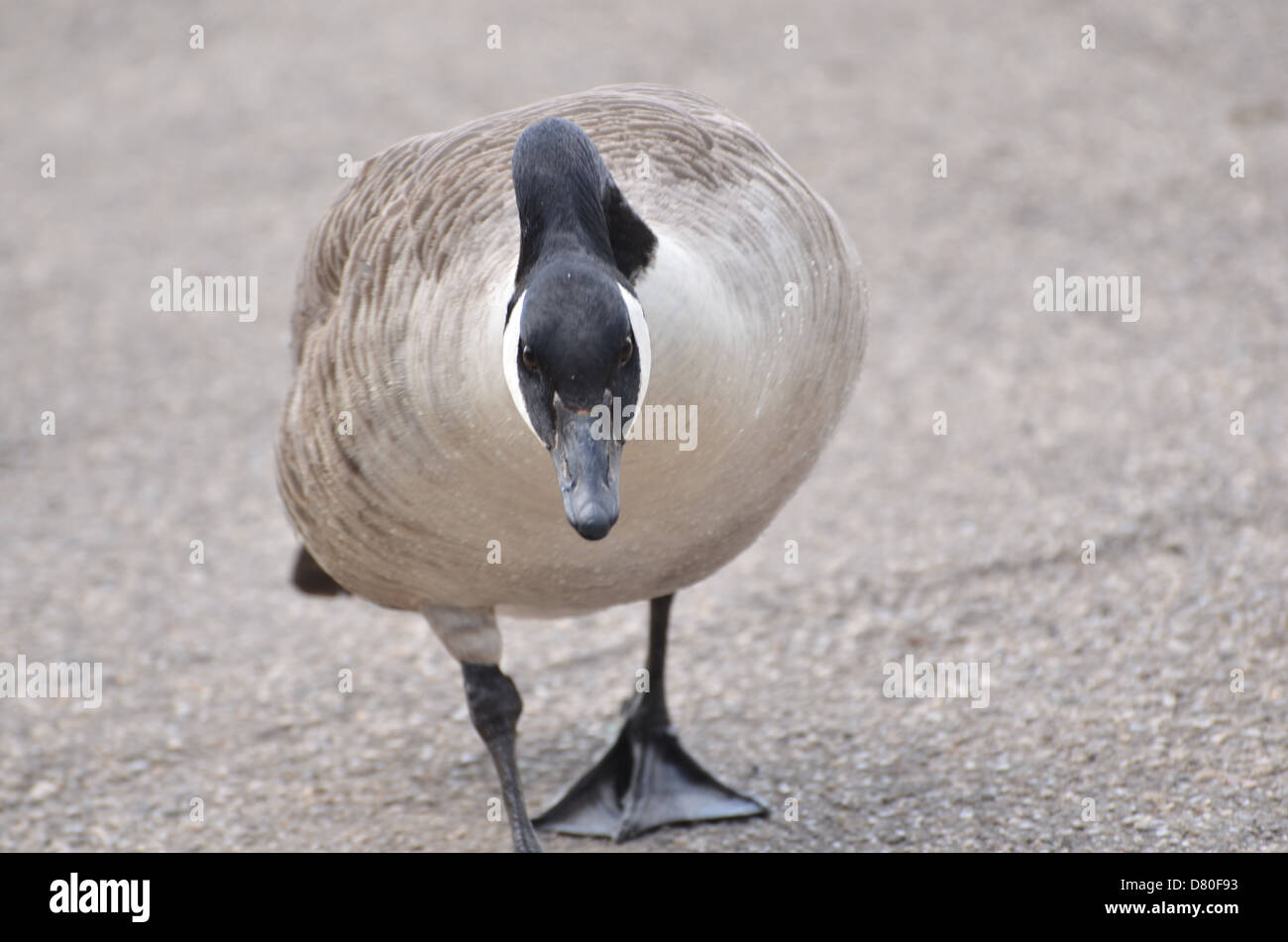 Stalking eyes hi-res stock photography and images - Alamy