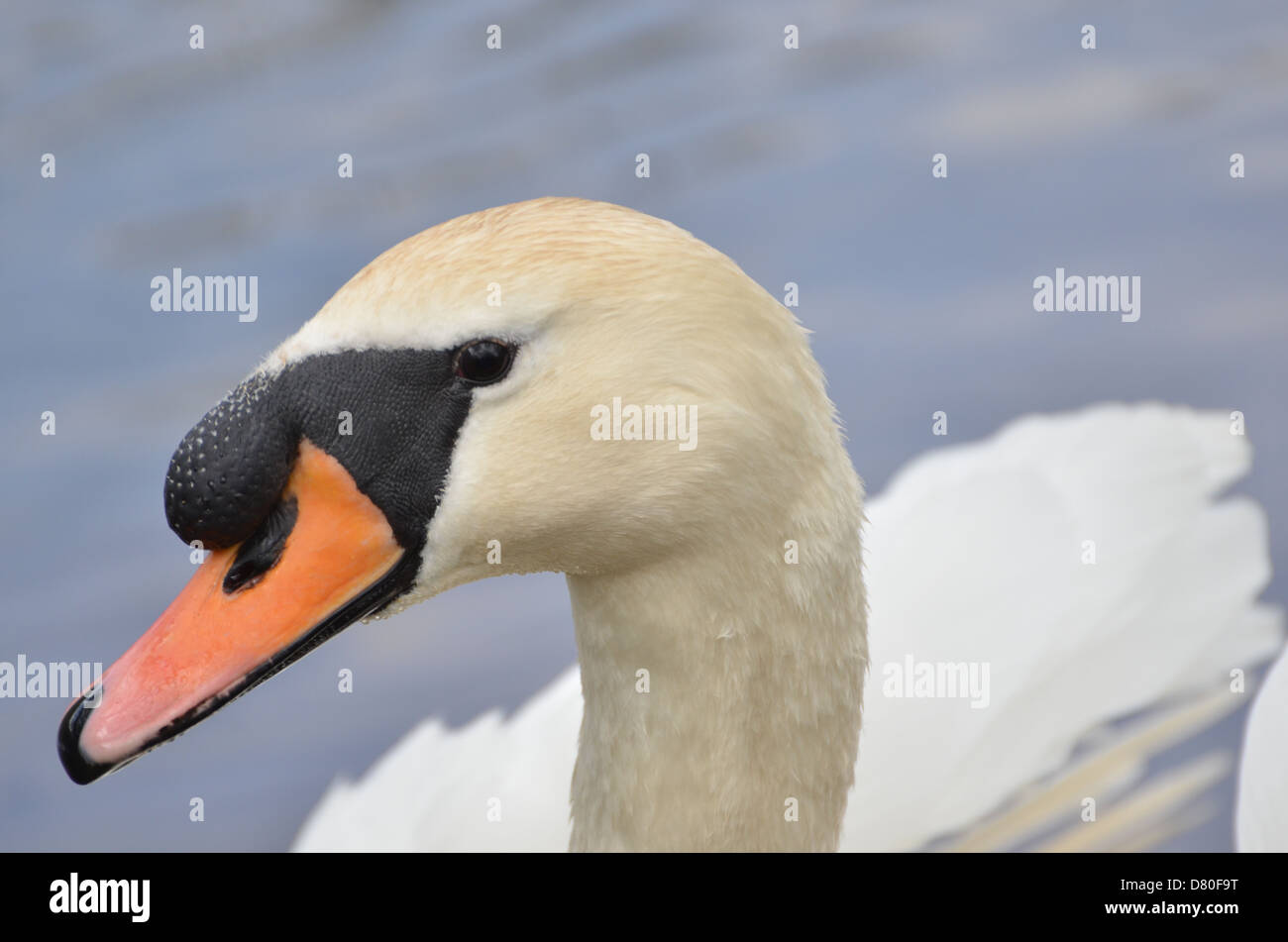 the face of a swan Stock Photo - Alamy