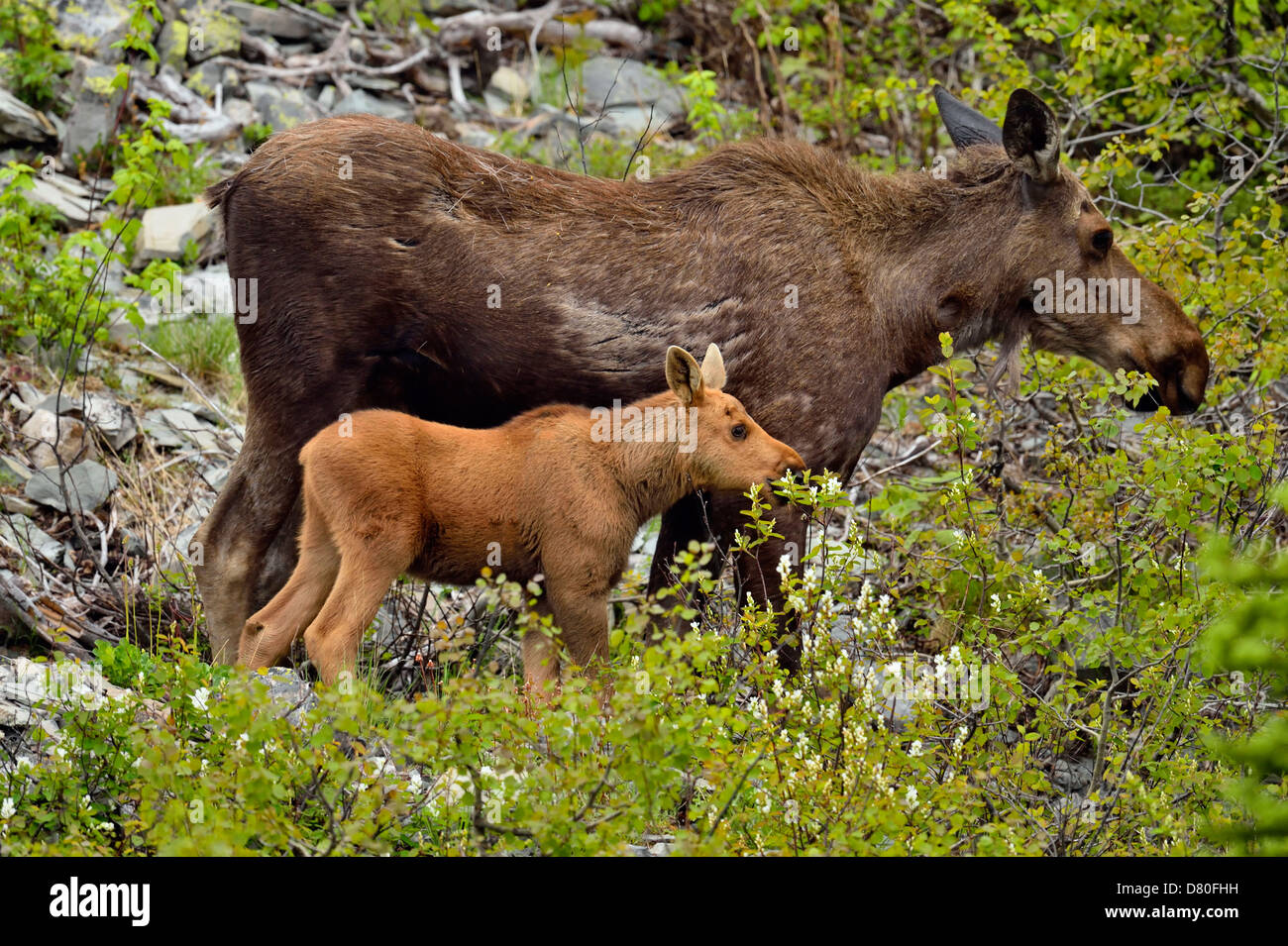 Mother and baby moose hi-res stock photography and images - Alamy