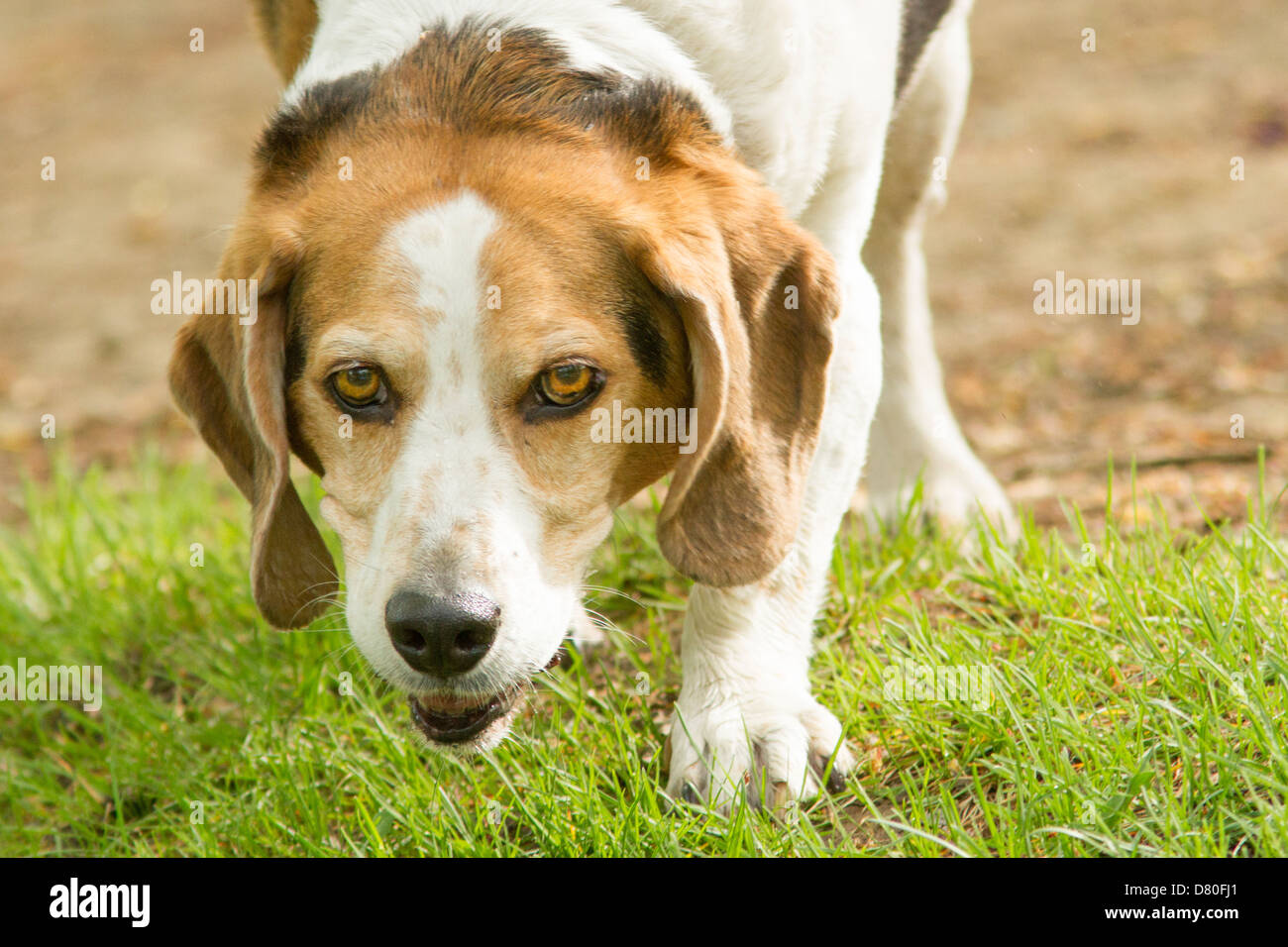 Purebred beagle dog portrait hunting in field Stock Photo - Alamy