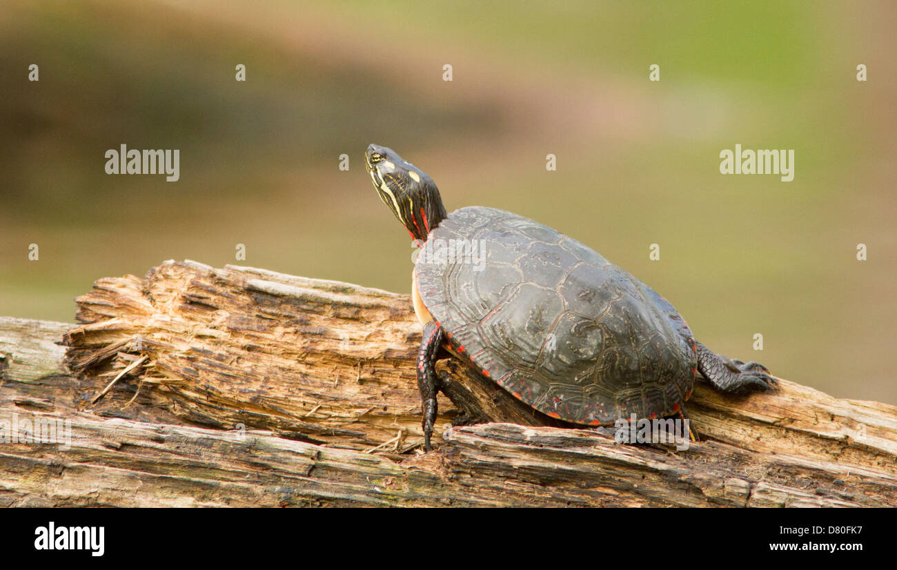Painted turtle in spring (Chrysemys picta Stock Photo - Alamy
