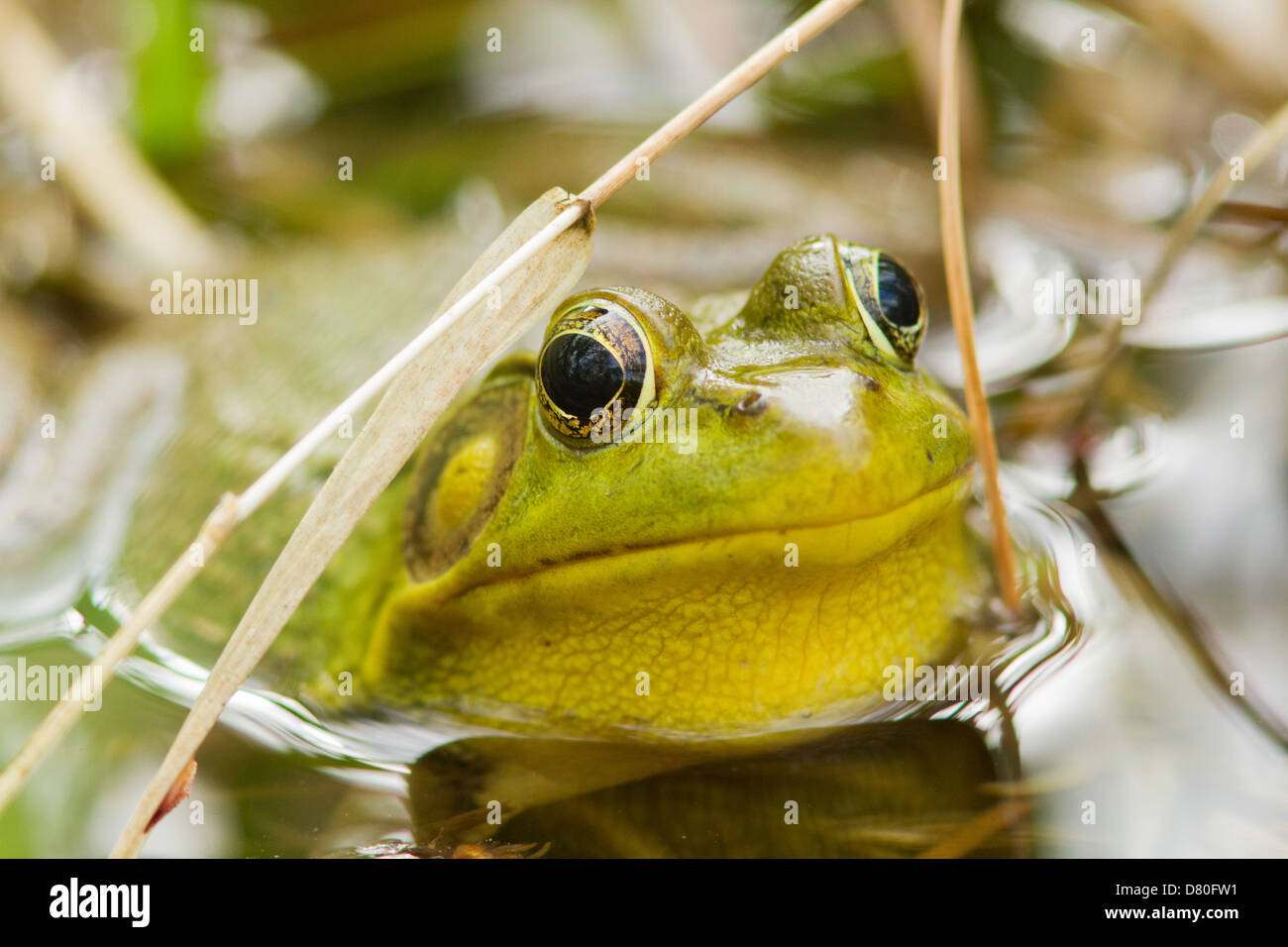 Green Frog-Lithobates (Rana) clamitans melanota portrait in spring ...