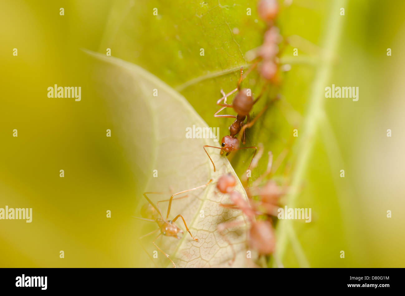 red ant on the leaf in the nature Stock Photo - Alamy