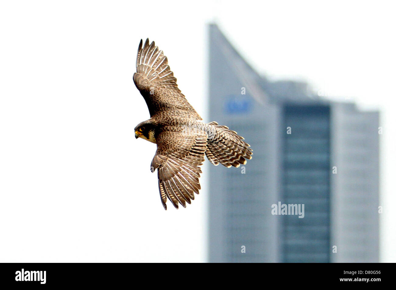 Employees study Cut Out Stock Images & Pictures - Alamy