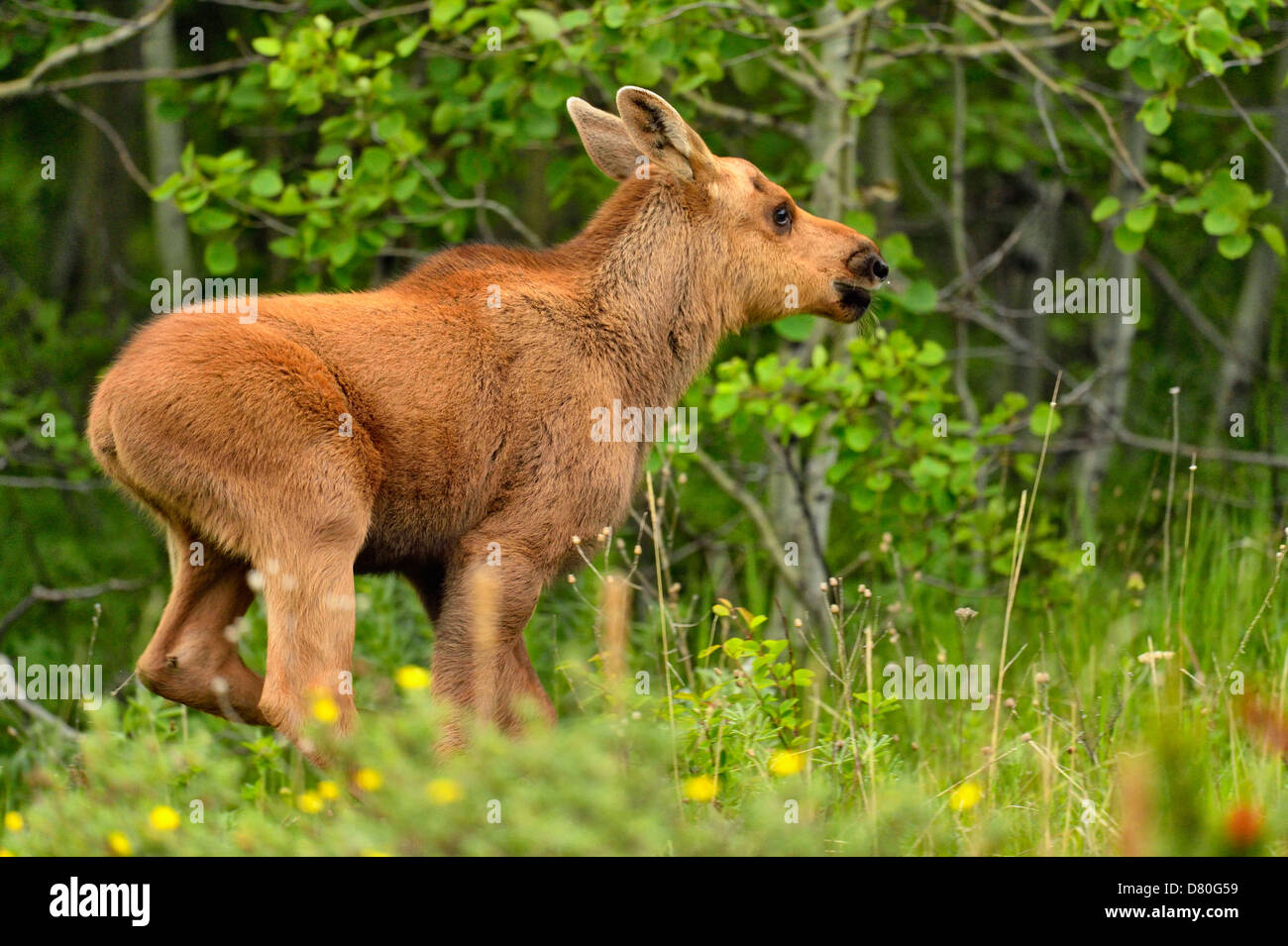 Moose Alces alces calf, Glacier National Park, Montana, USA Stock Photo ...