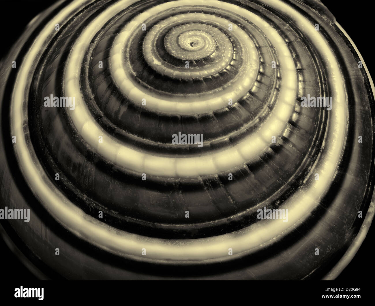 Sundial shell hi-res stock photography and images - Alamy