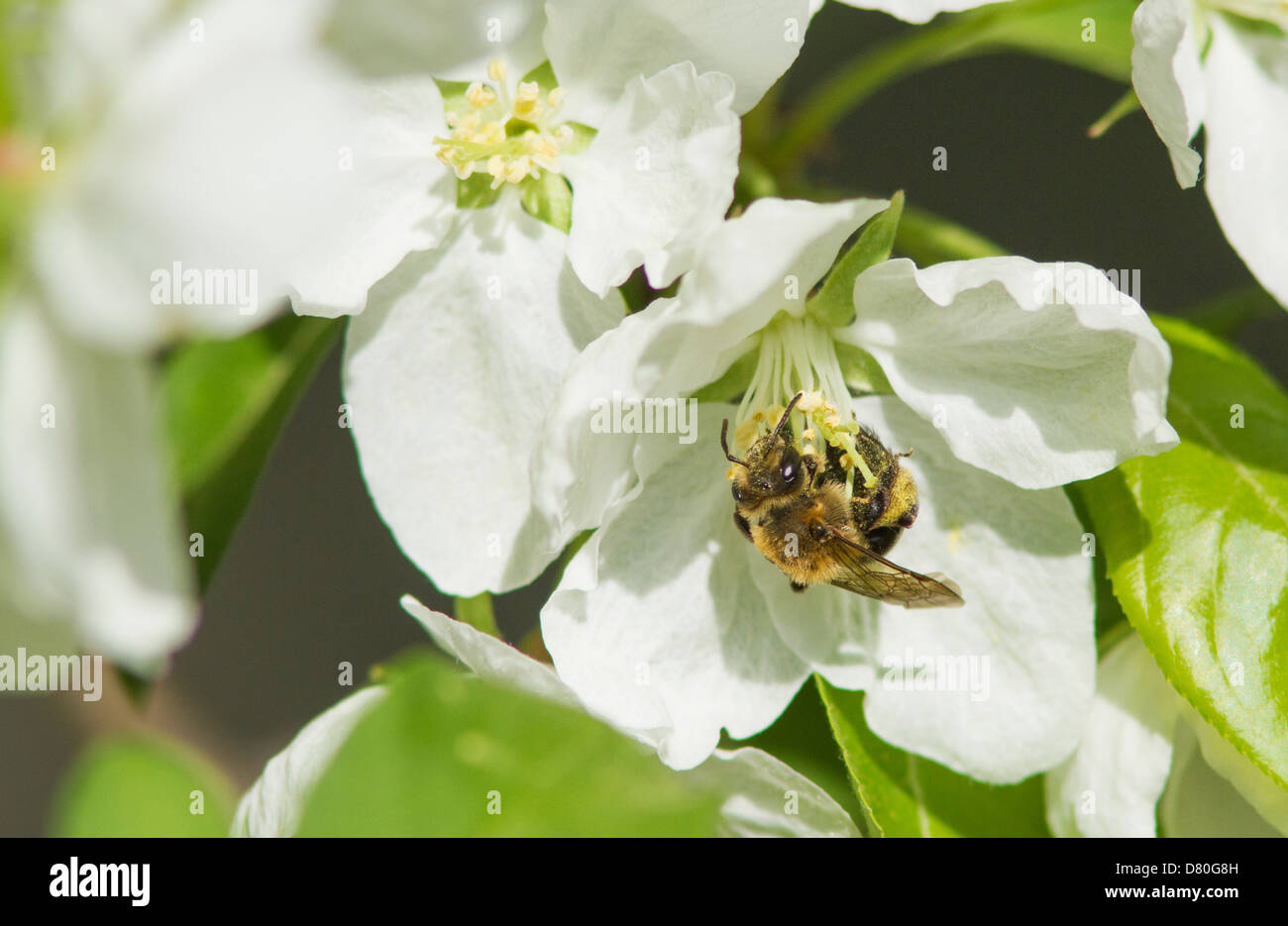 Bee collecting nectar and pollen from a white flower Stock Photo - Alamy
