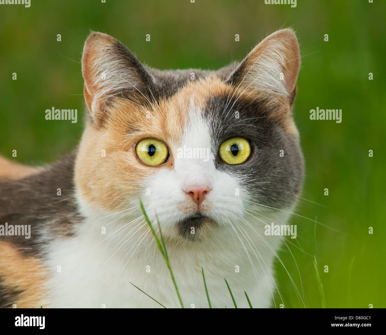 Little tree big tree hi-res stock photography and images - Alamy