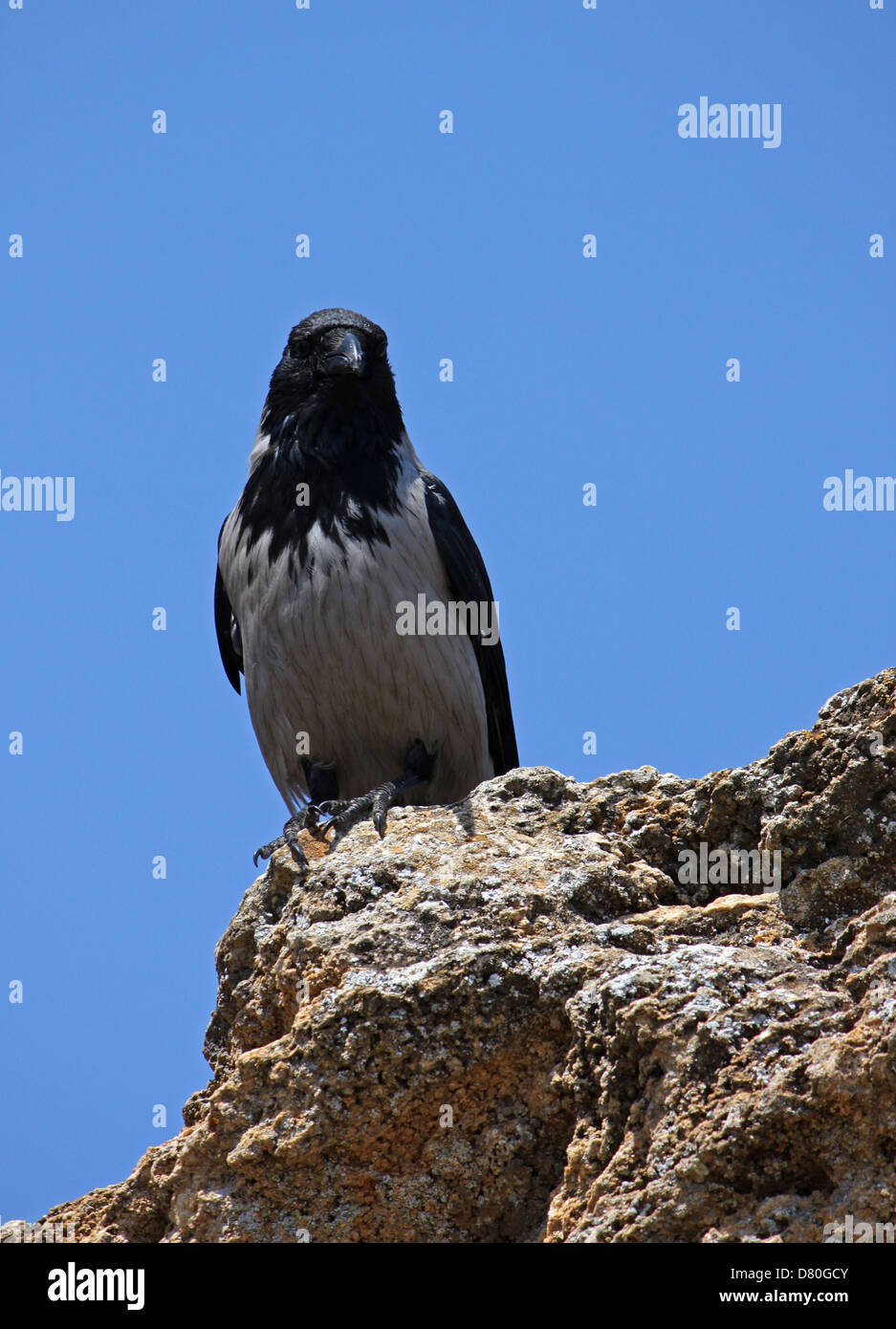 Raven rock hi-res stock photography and images - Alamy