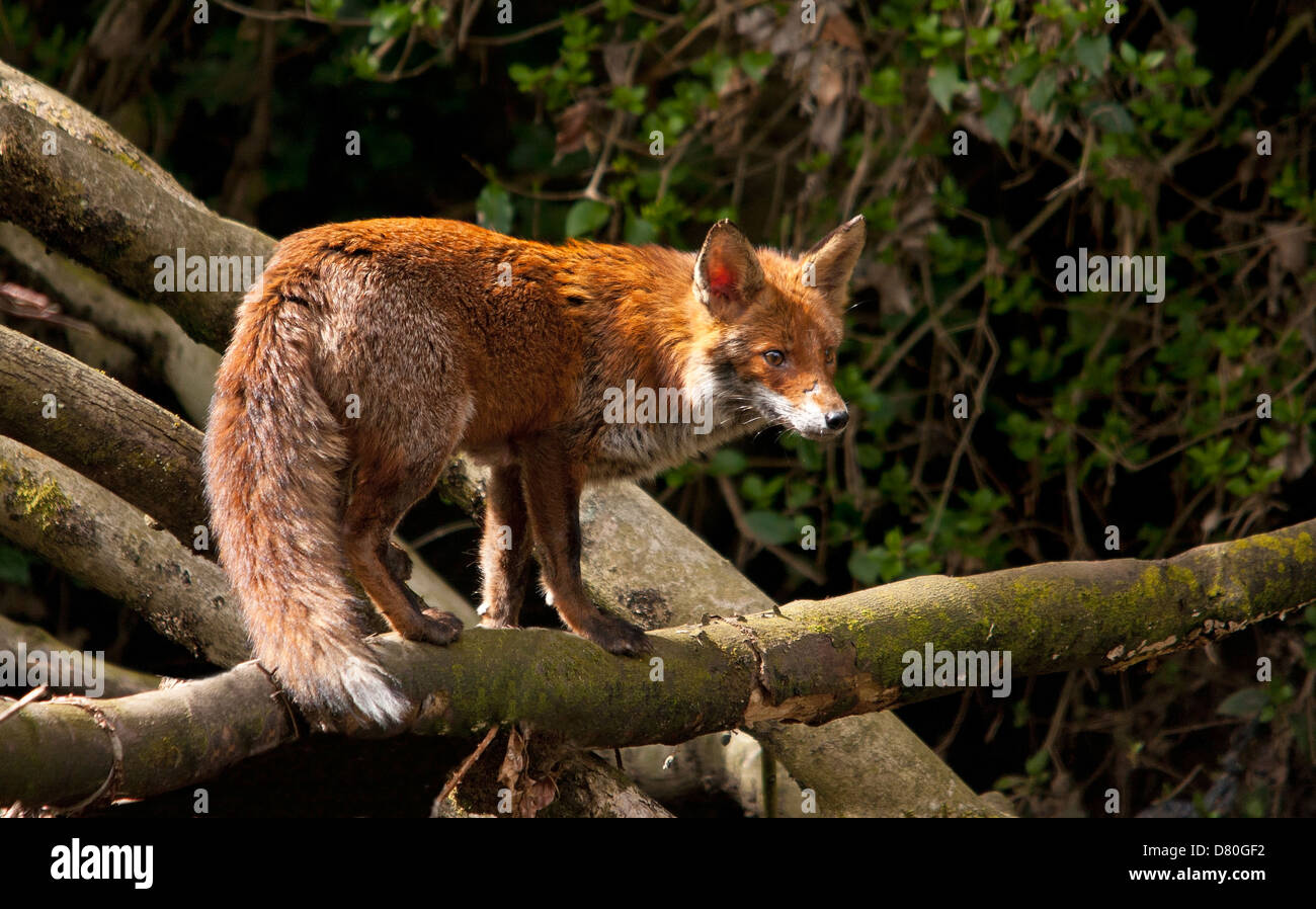 River fox river hi-res stock photography and images - Alamy