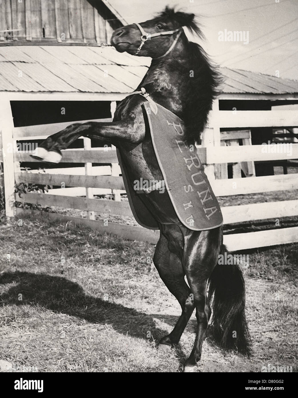 Peruna III, the mascot of Southern Methodist University (SMU), is shown ...