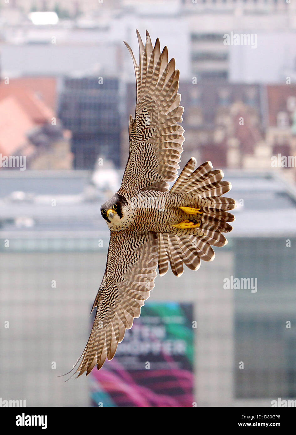 An adult Peregrine Falcon (Falco Peregrinus) flies above Leipzig ...