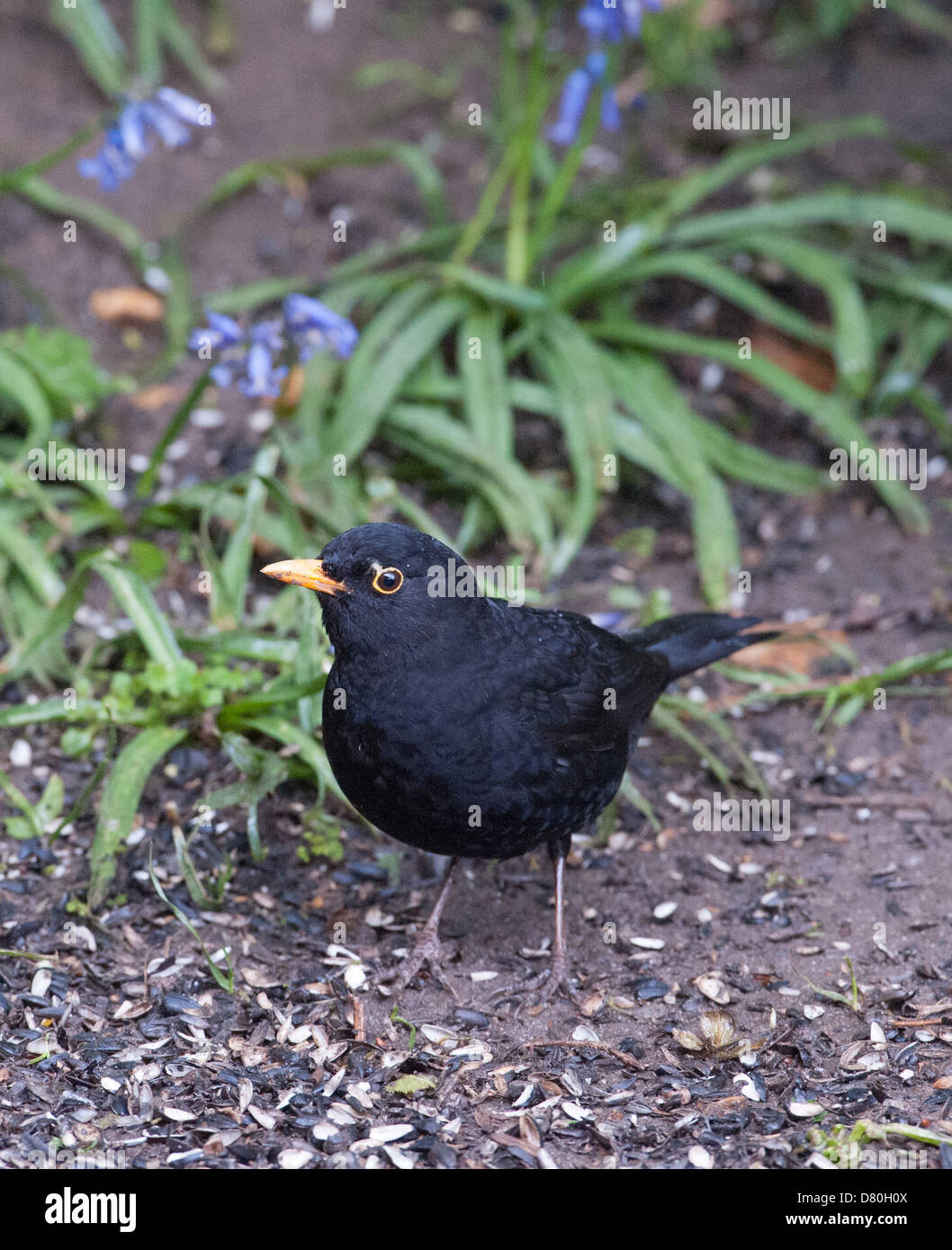 Common Blackbird Turdus merula at Pulborough West Sussex UK Stock Photo ...