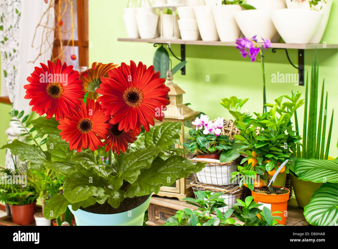 daisy in the florist shop Stock Photo - Alamy