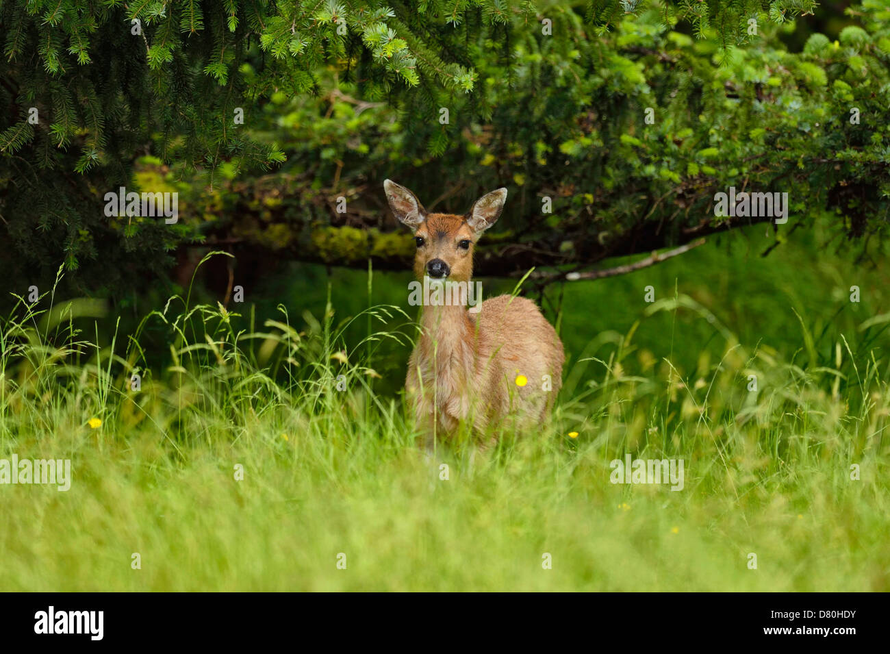 Sitka black-tailed deer Odocoileus hemionus sitkensis Graham Island ...