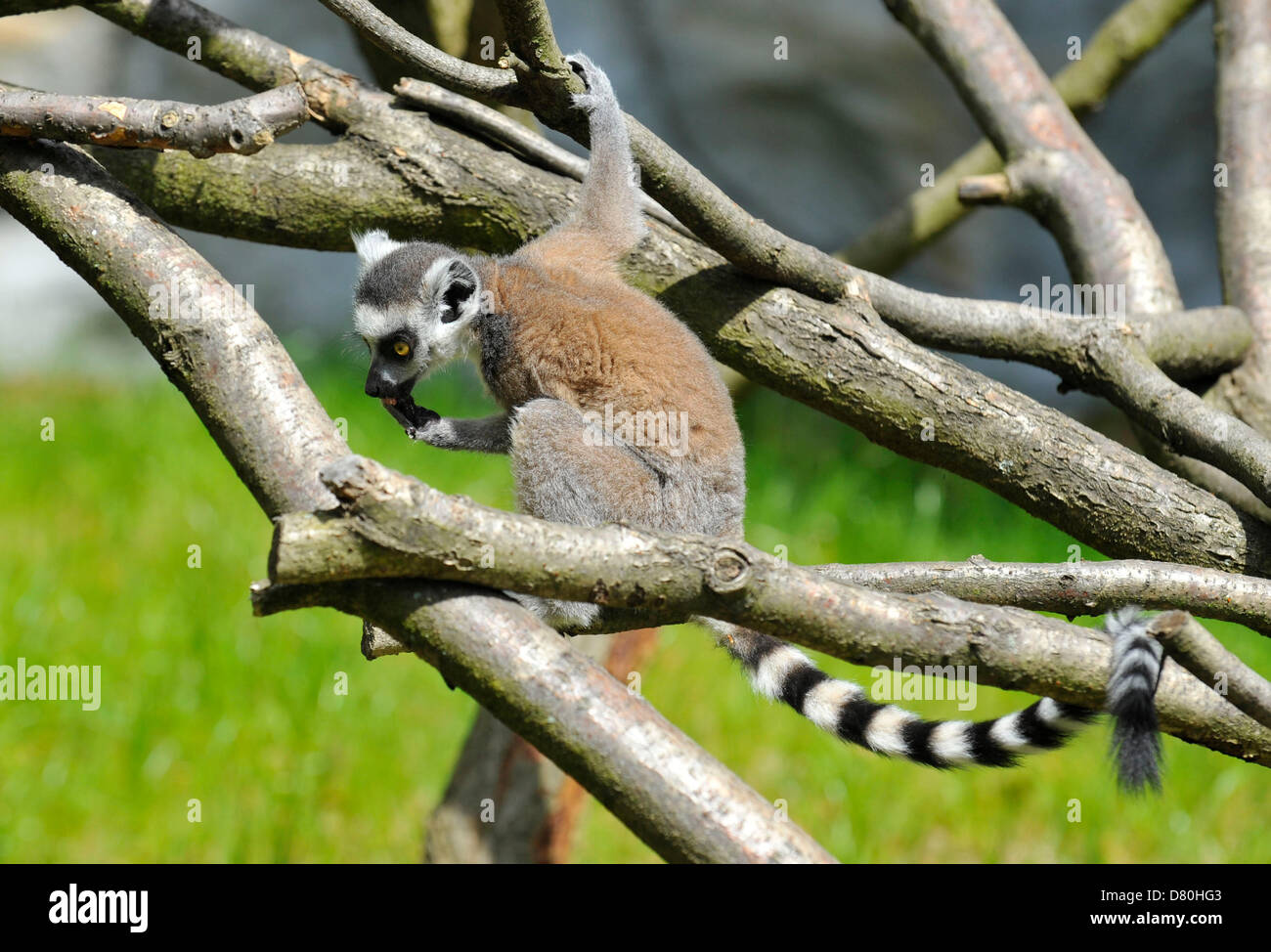 Three cubs of ring-tailed lemur were presented in zoo in Olomouc, Czech ...