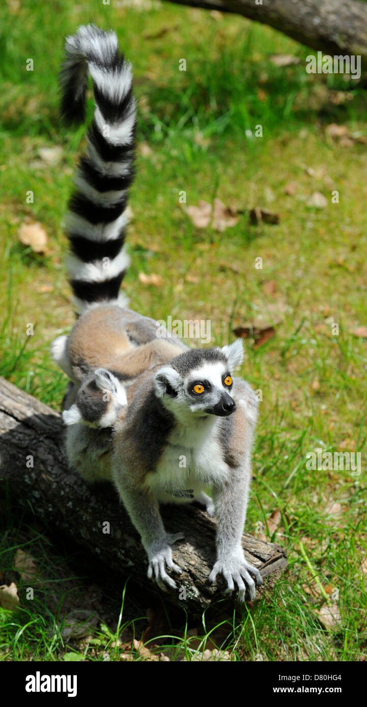 Three cubs of ring-tailed lemur were presented in zoo in Olomouc, Czech ...