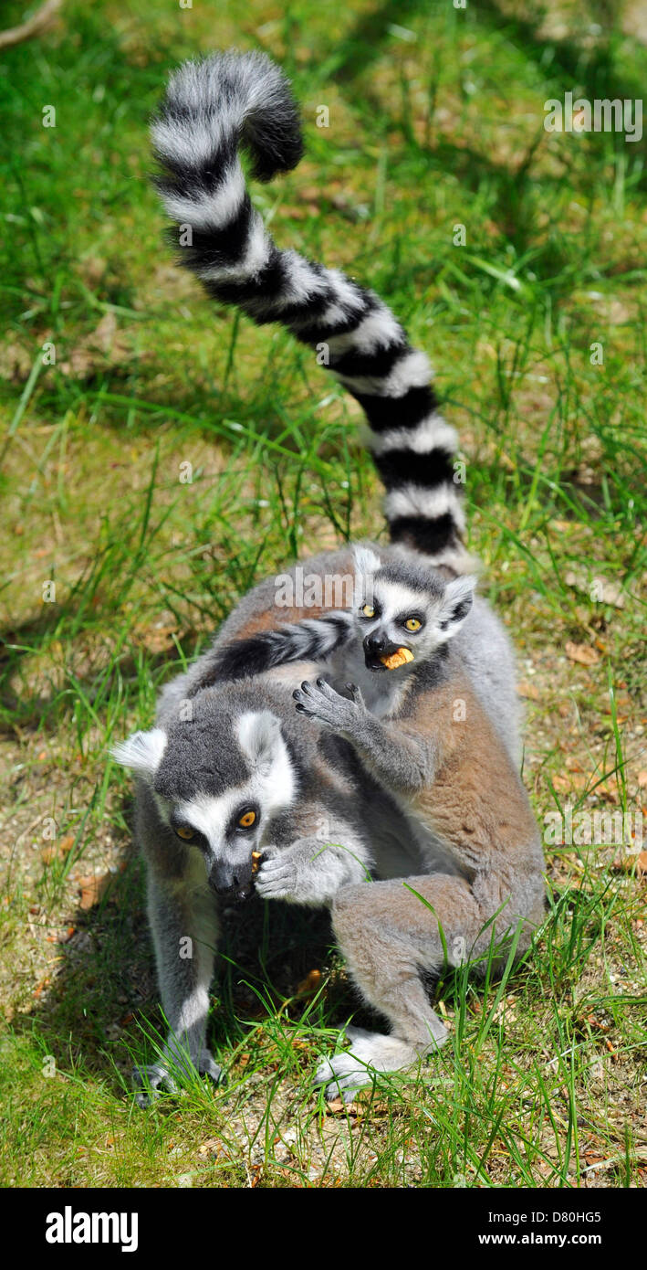 Three cubs of ring-tailed lemur were presented in zoo in Olomouc, Czech ...