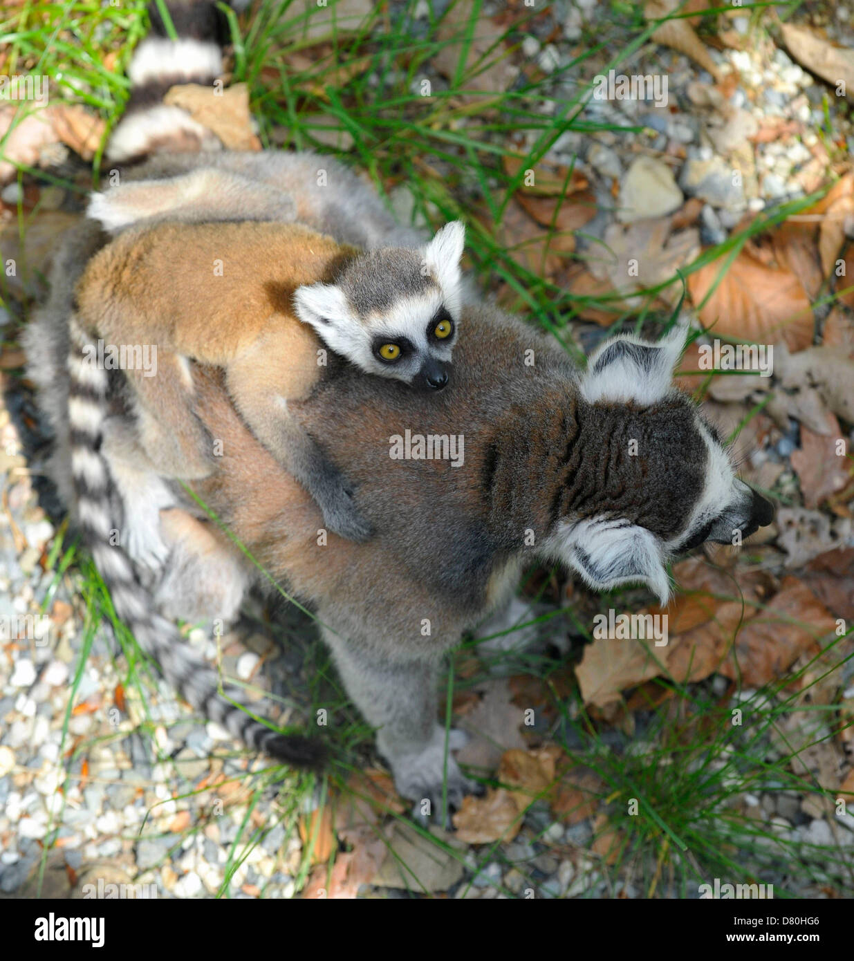 Three cubs of ring-tailed lemur were presented in zoo in Olomouc, Czech ...