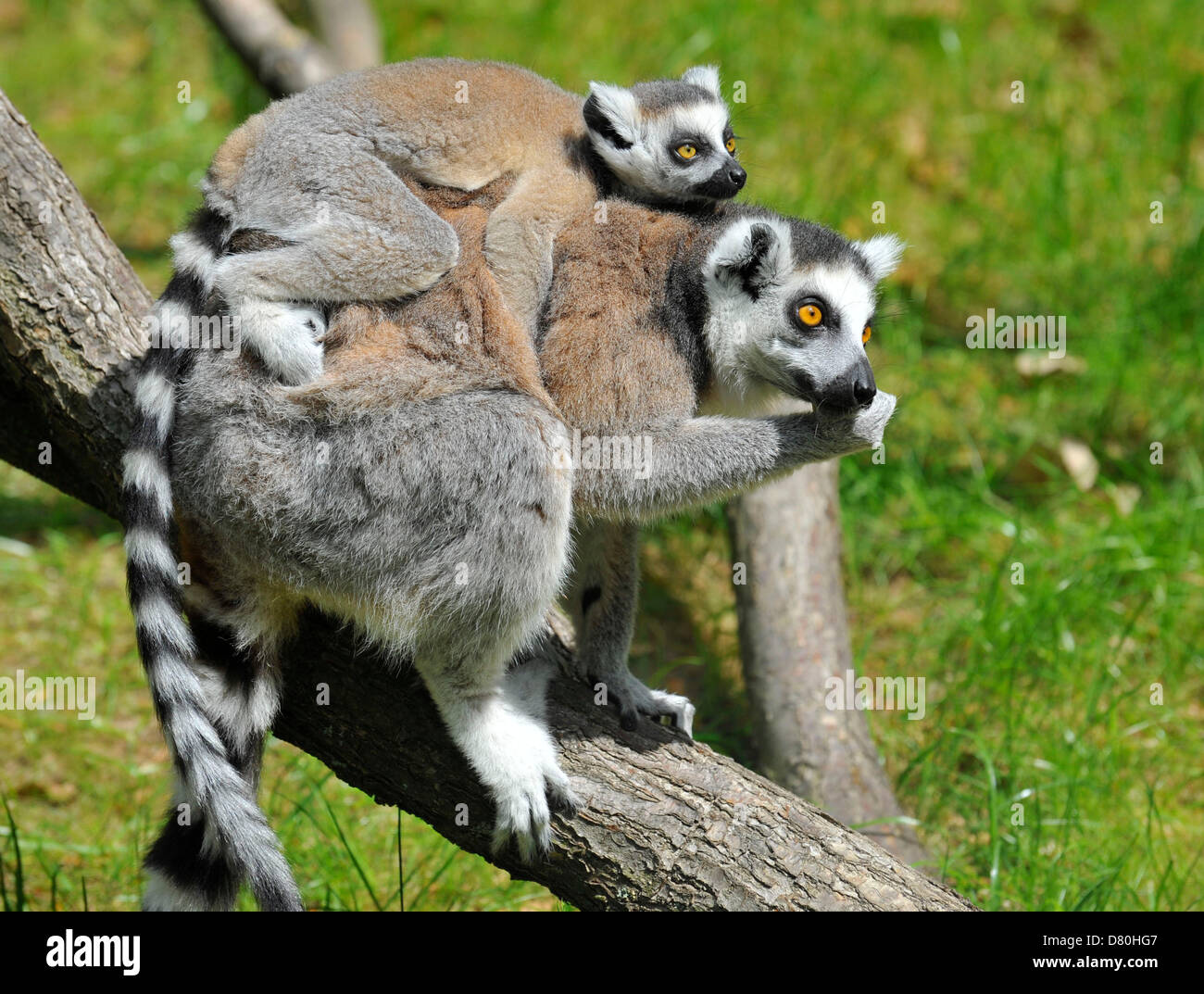 Three cubs of ring-tailed lemur were presented in zoo in Olomouc, Czech ...