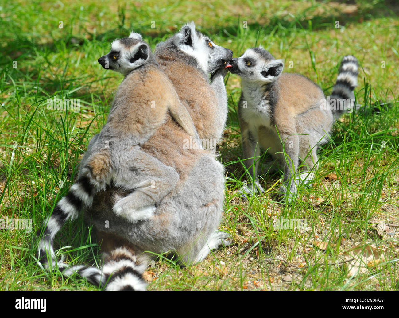 Three cubs of ring-tailed lemur were presented in zoo in Olomouc, Czech ...