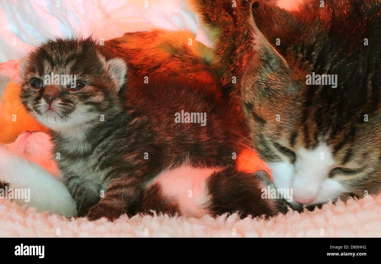 12 day old kittens Harald (below) and Drops (above) cuddle with their ...