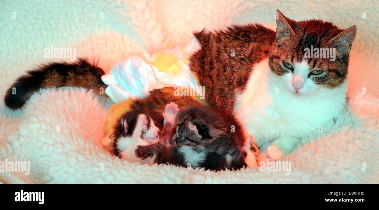 12 day old kittens Harald (L-R) and Drops cuddle with their adopted ...