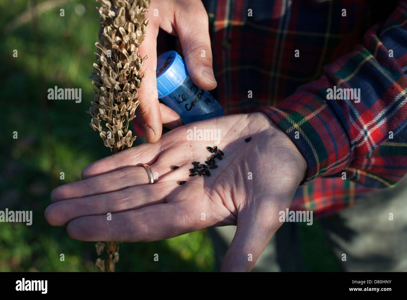 Collecting seeds, Greece Stock Photo - Alamy